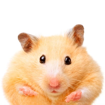 Reviews | Highland Animal Hospital | Vet Clinic in Dunedin, FL